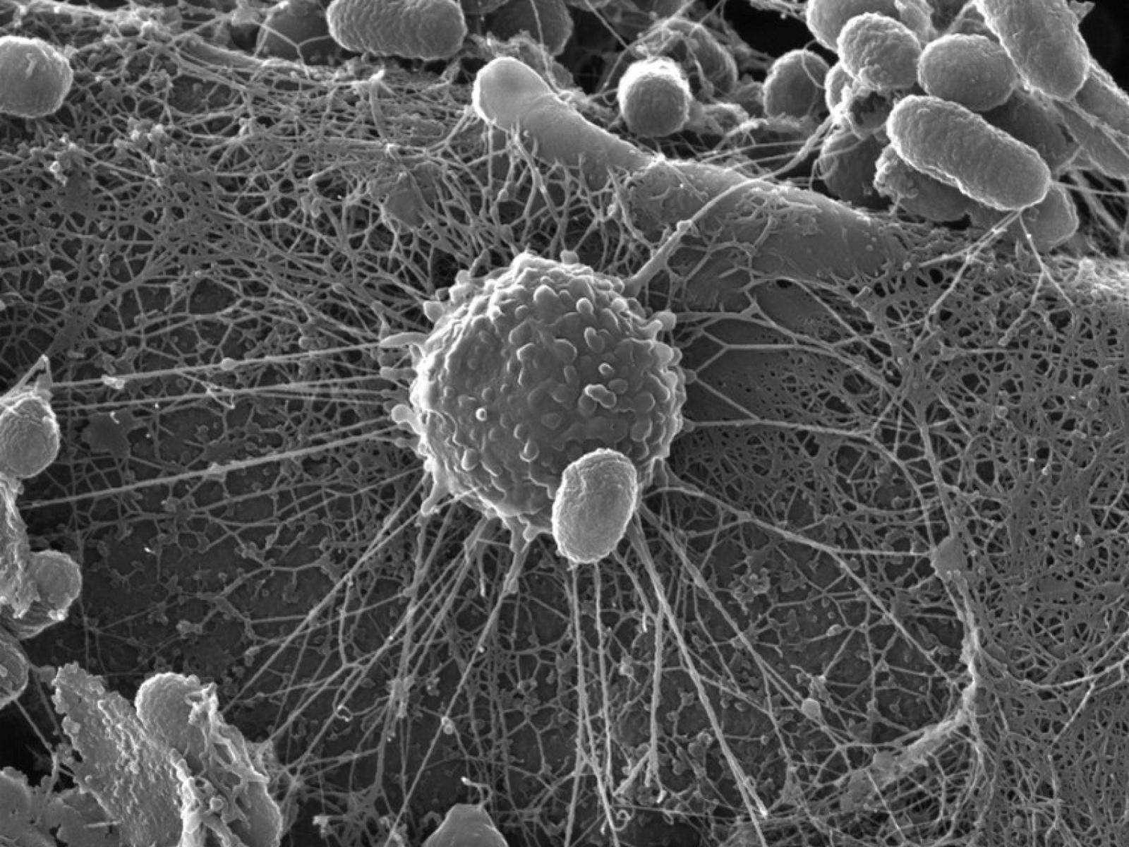 Soil Microbes as Drivers for the Formation of Mineral-Associated ... Soil Microbes as Drivers for the Formation of Mineral-Associated ...